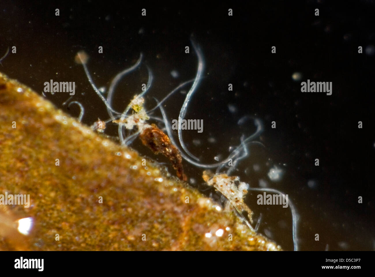 Foliar nematode, Aphelenchoides spp, coming from an Anemone leaf ...