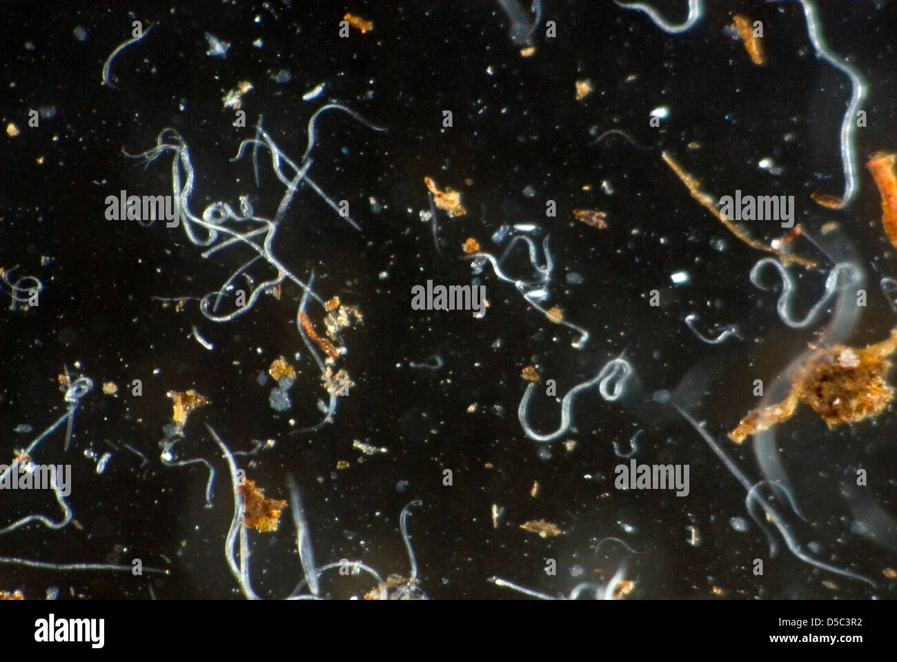 Foliar nematode, Aphelenchoides spp, coming from an Anemone leaf ...