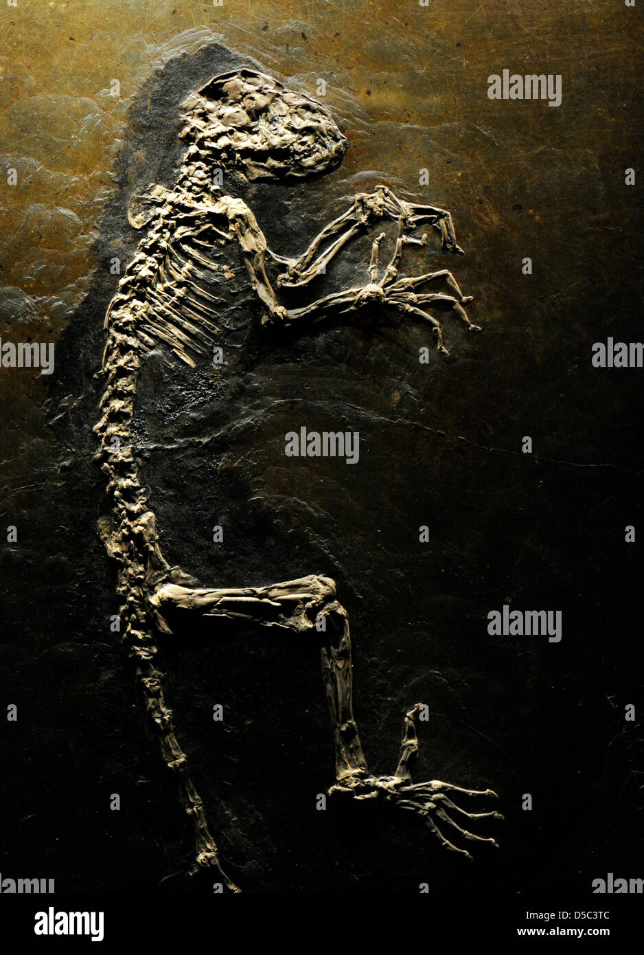 The skeletonized fingers of the hands streched away from the body, the ...