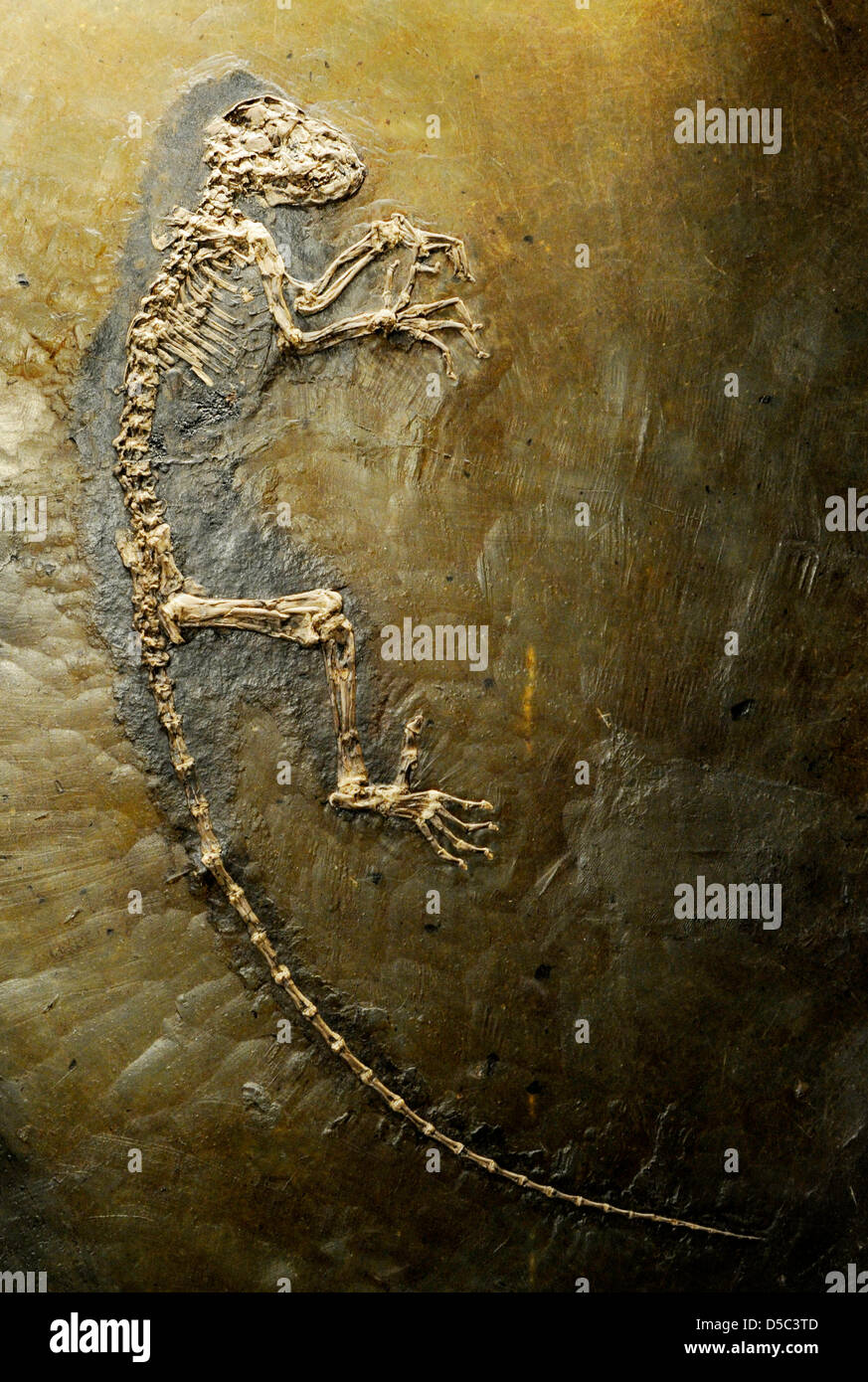 The skeletonized fingers of the hands streched away from the body, the ...