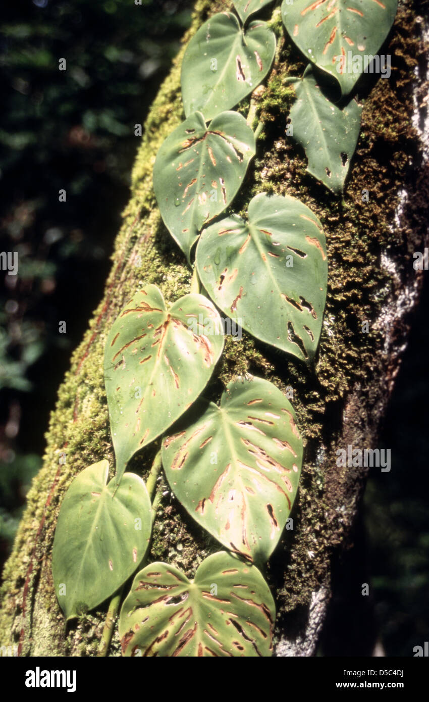 A philodendron vine climbs a tree trunk in the Belizean rainforest ...