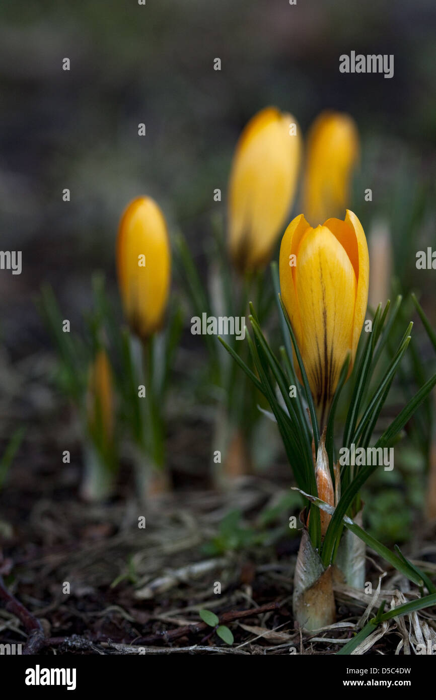 Golden Yellow Crocus Stock Photo - Alamy