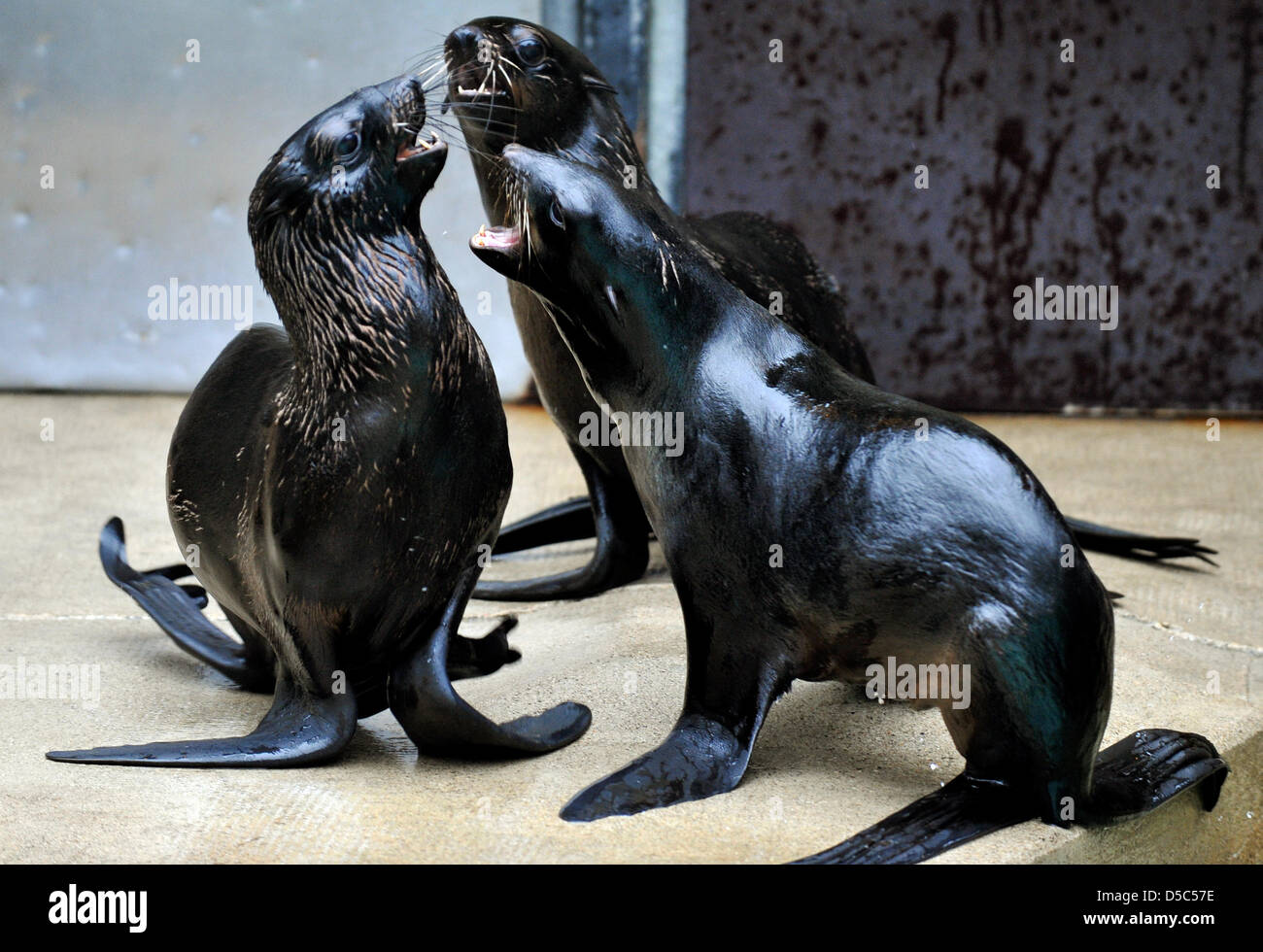 Sea bears frolick around in the zoo of Hanover, Germany, 01 February ...
