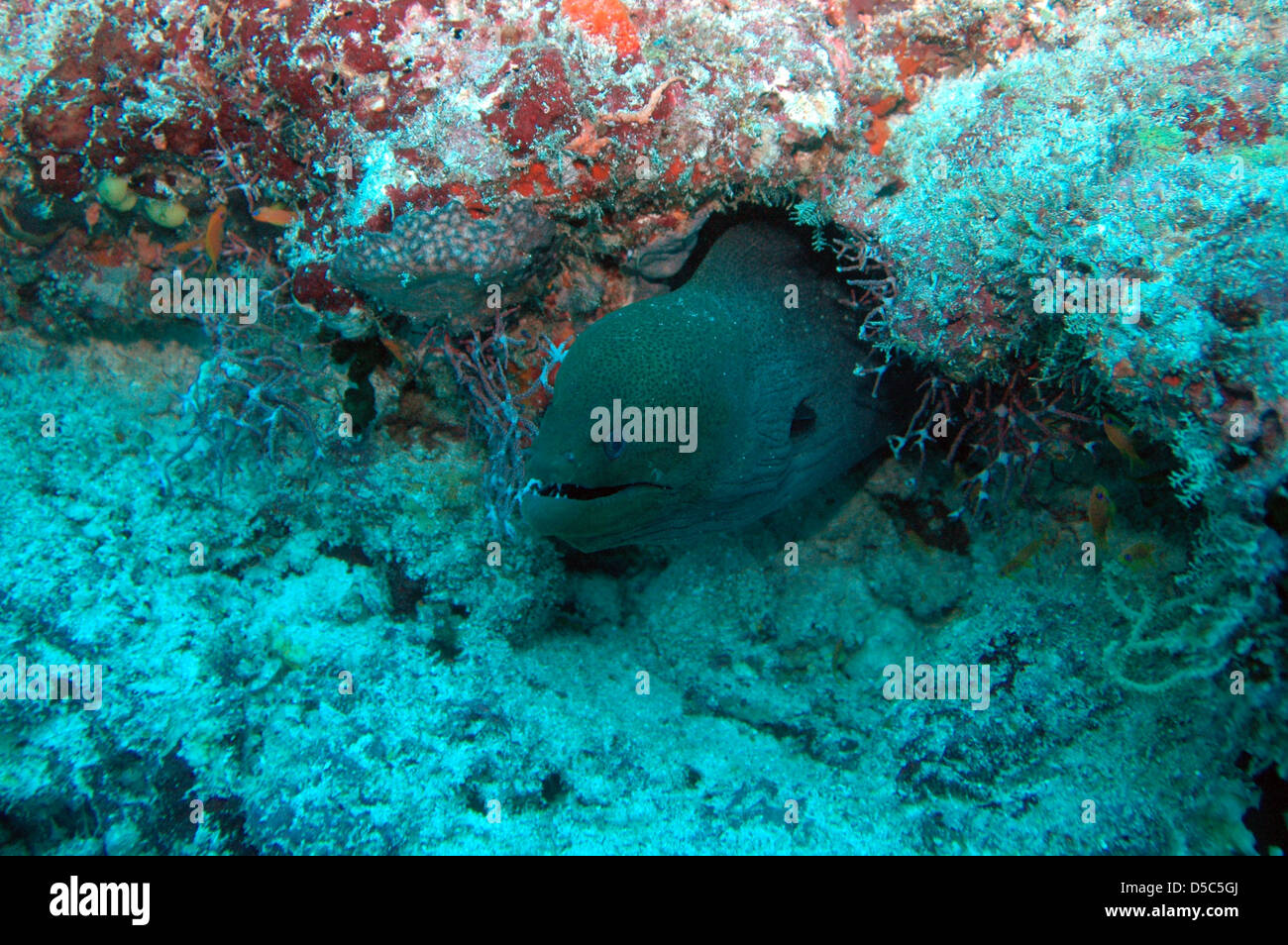 Eel bite hi-res stock photography and images - Alamy