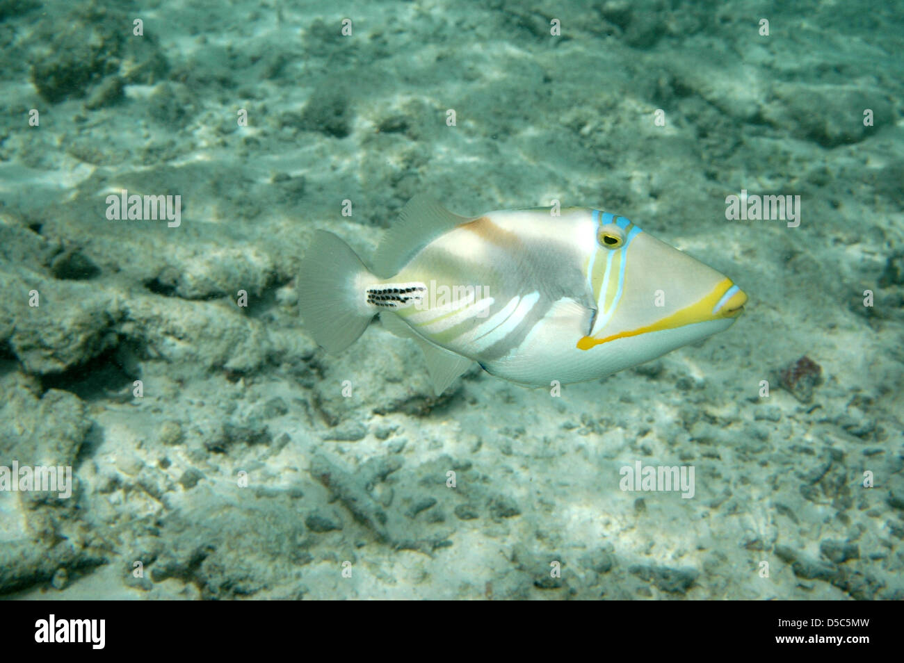 Painted by picasso hi-res stock photography and images - Alamy