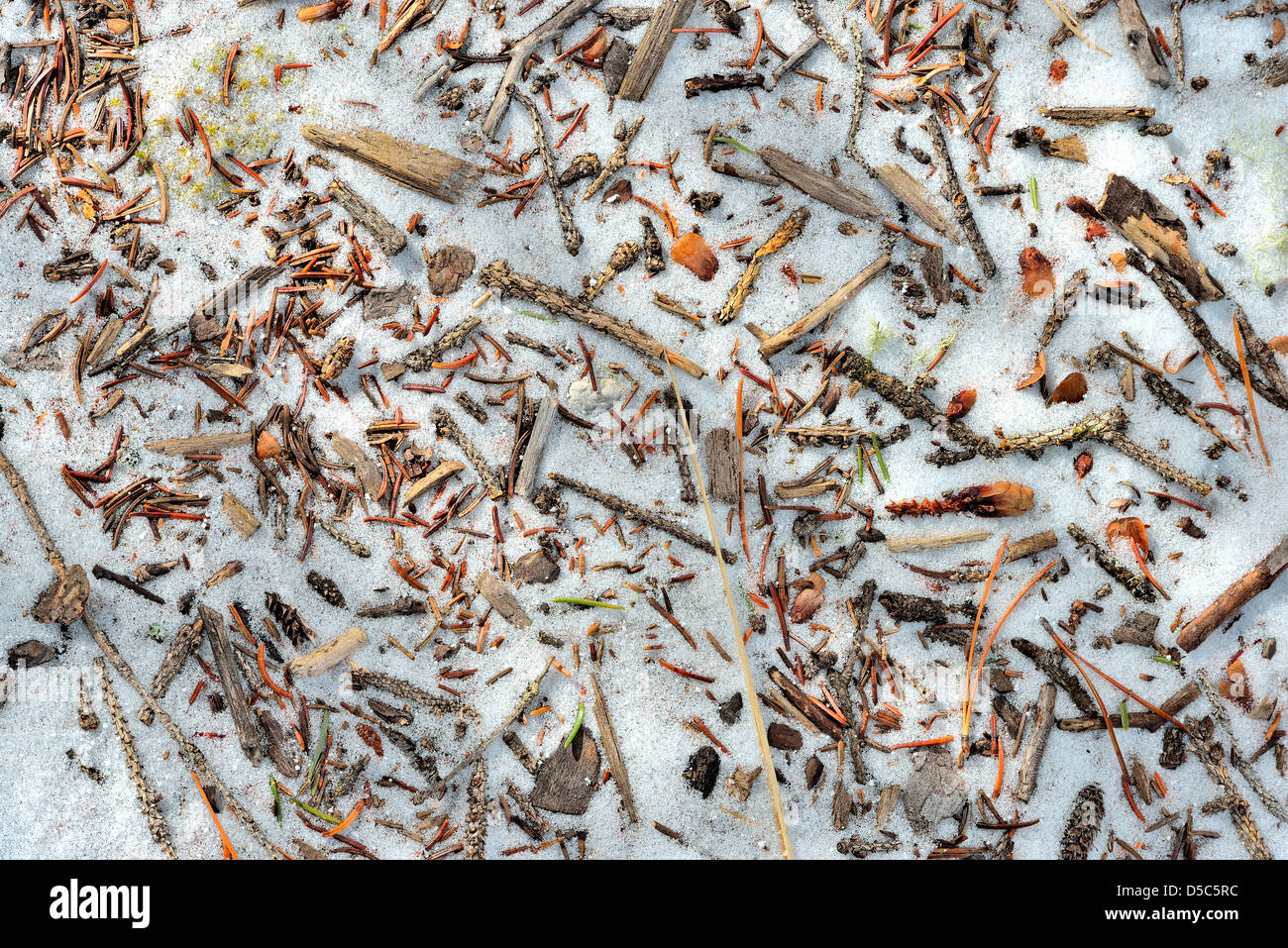 Debris on the forest floor Stock Photo - Alamy