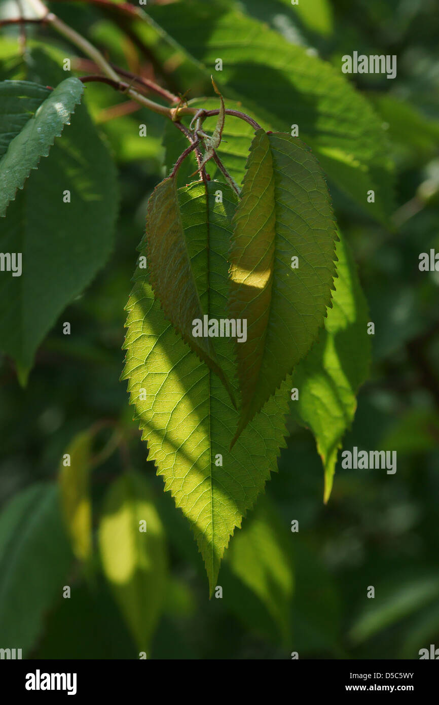 Tree vains hi-res stock photography and images - Alamy