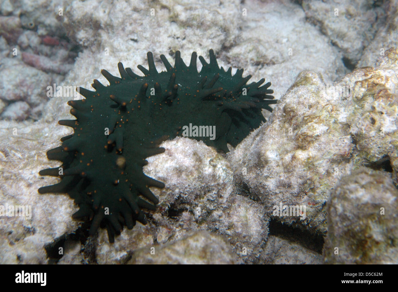 Greenfish sea cucumber hi-res stock photography and images - Alamy