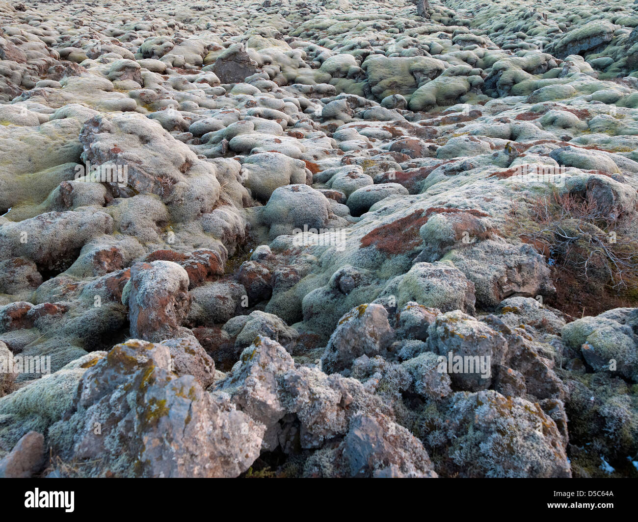 Lava field covered in green moss hi-res stock photography and images ...