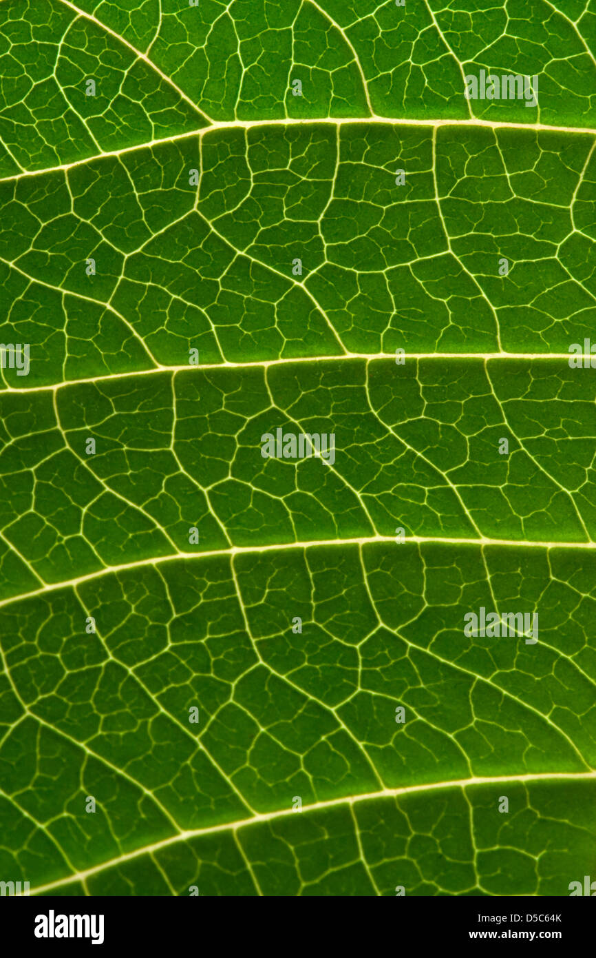 Hibiscus Leaf, green leaf, Hibiscus (Hibiscus rosa-sinensis Stock Photo ...
