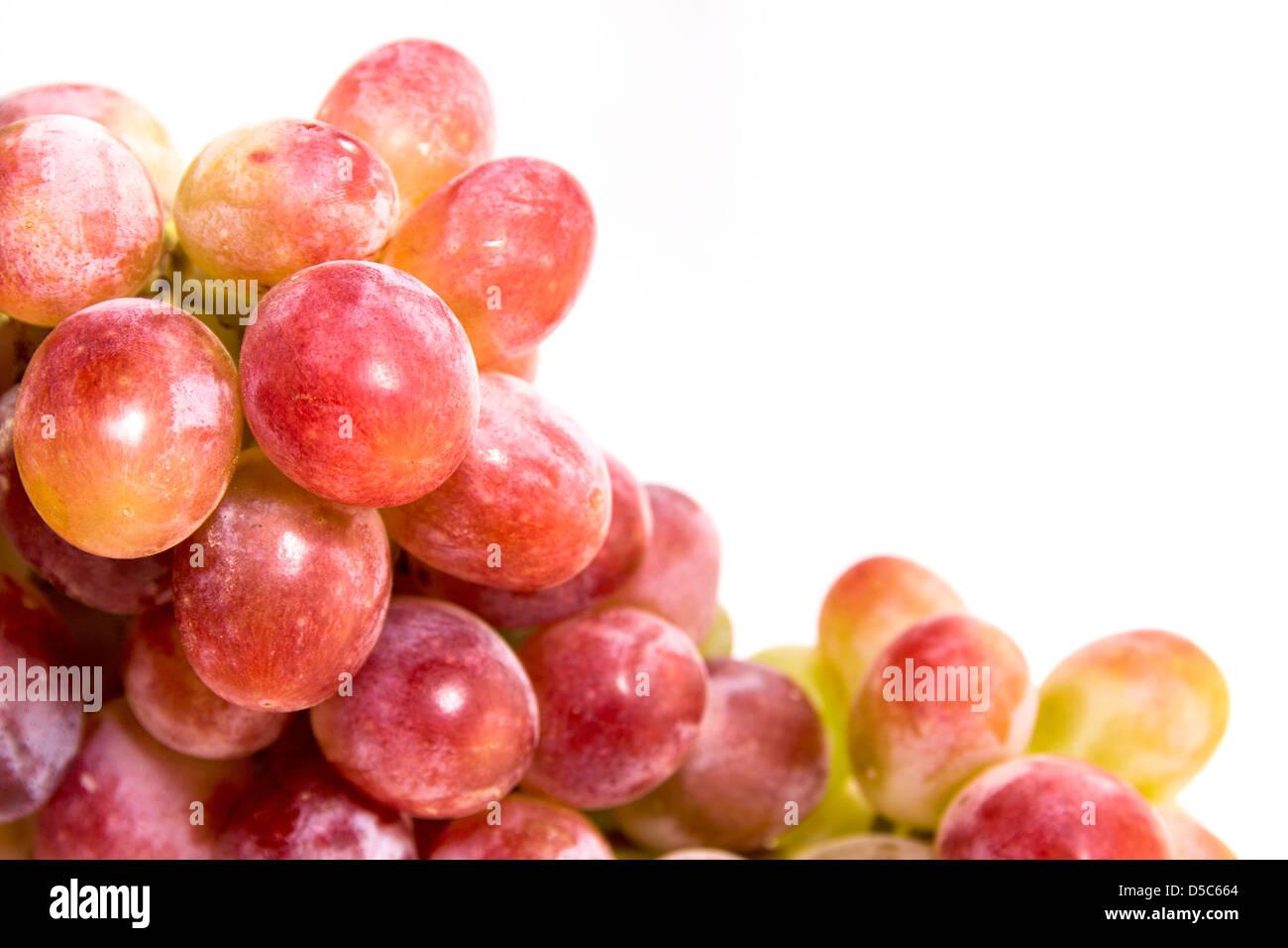Red Grape Vine Border