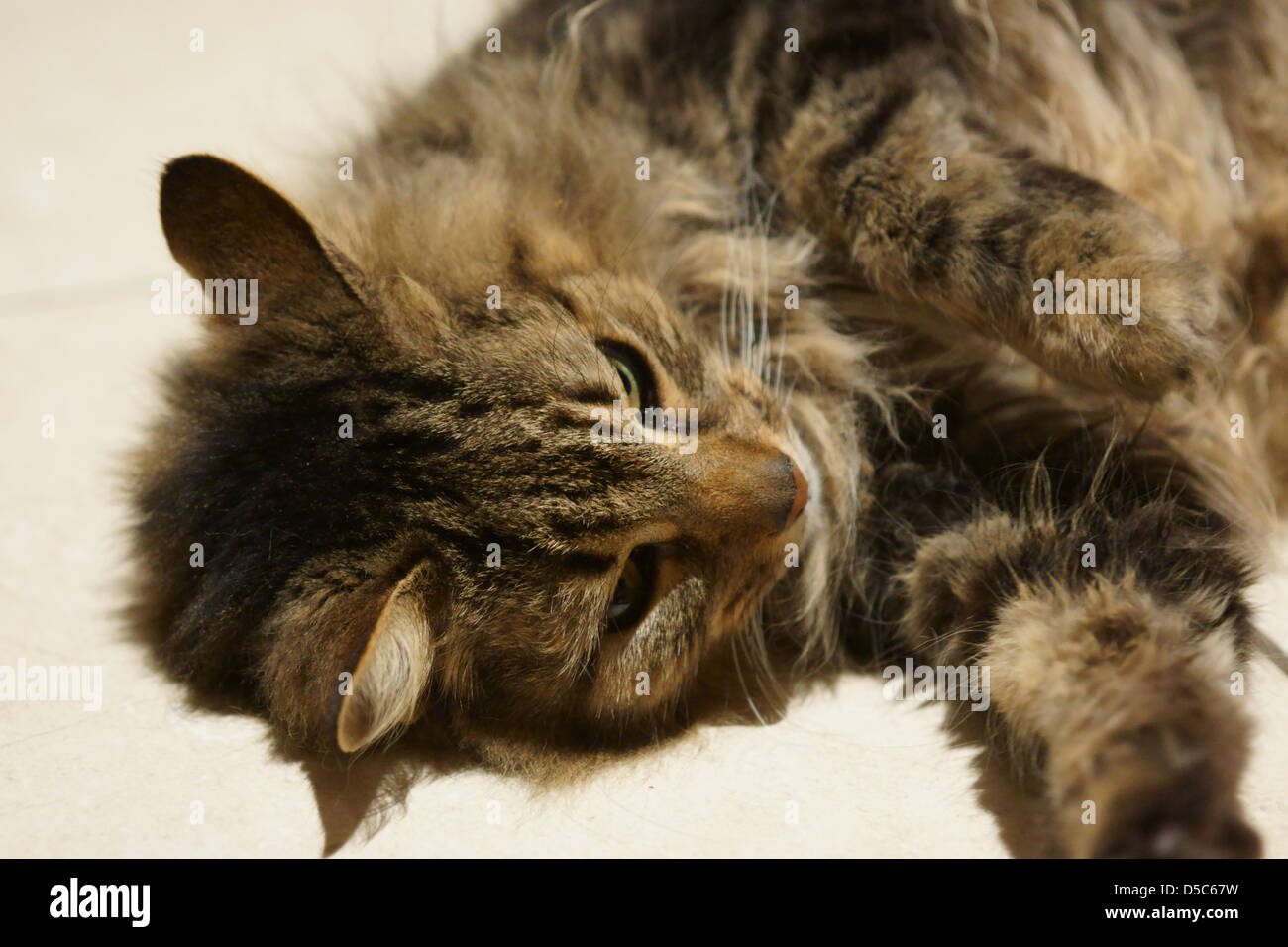 Face paw hi-res stock photography and images - Alamy