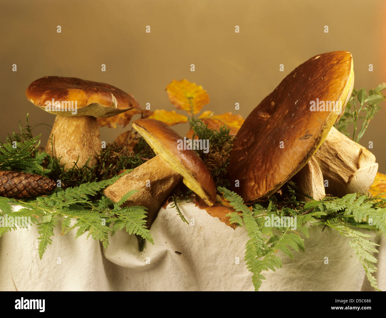 Porcino mushrooms still life in studio Stock Photo - Alamy