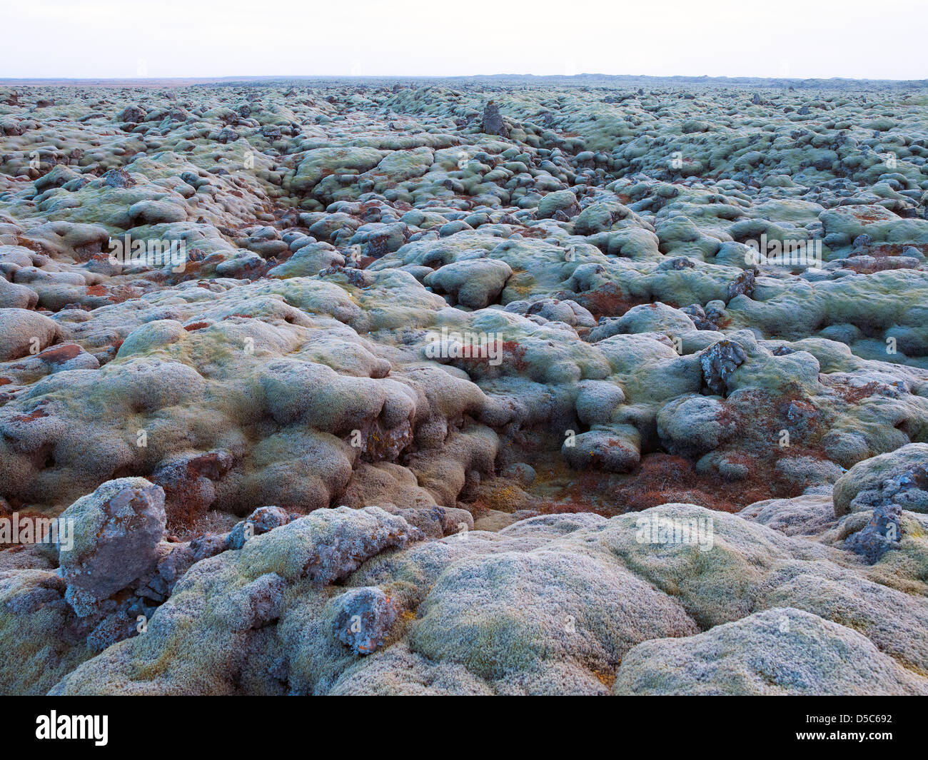 Lava field covered in green moss hi-res stock photography and images ...