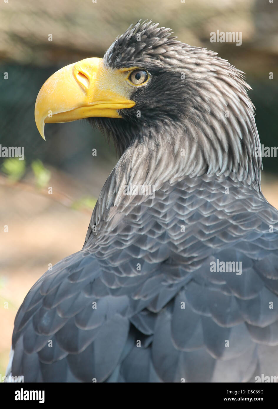 wildlife, bird, eagle Stock Photo - Alamy