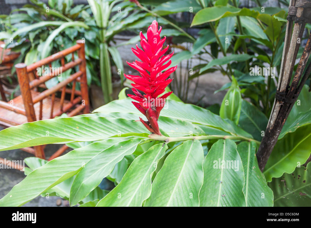 Galangal red flowers blossom in home stay Stock Photo - Alamy