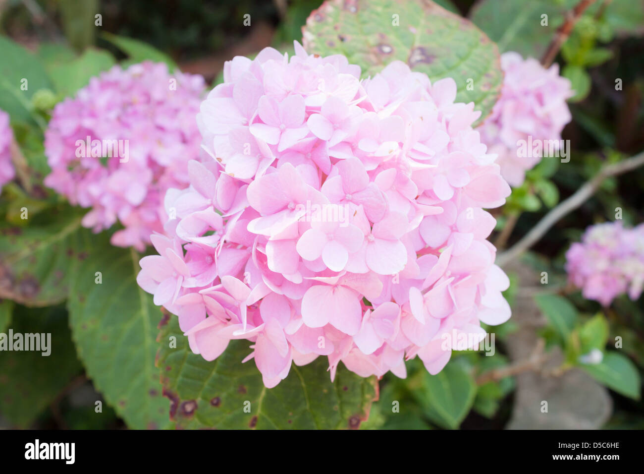 Pink bright hydrangea flowers blooming Stock Photo - Alamy