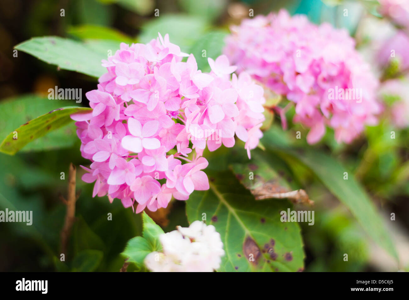 Beautiful hydrangea flowers hi-res stock photography and images - Alamy