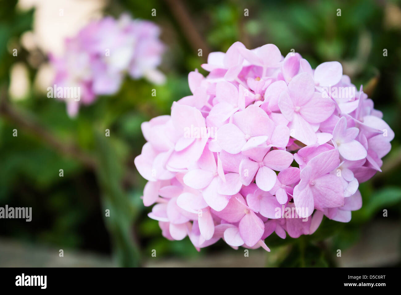 Pink bright hydrangea flowers blooming Stock Photo - Alamy