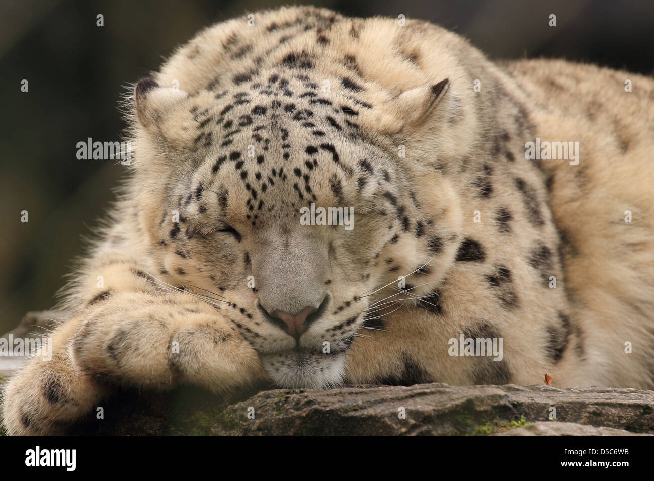 Wildlife snow hi-res stock photography and images - Alamy