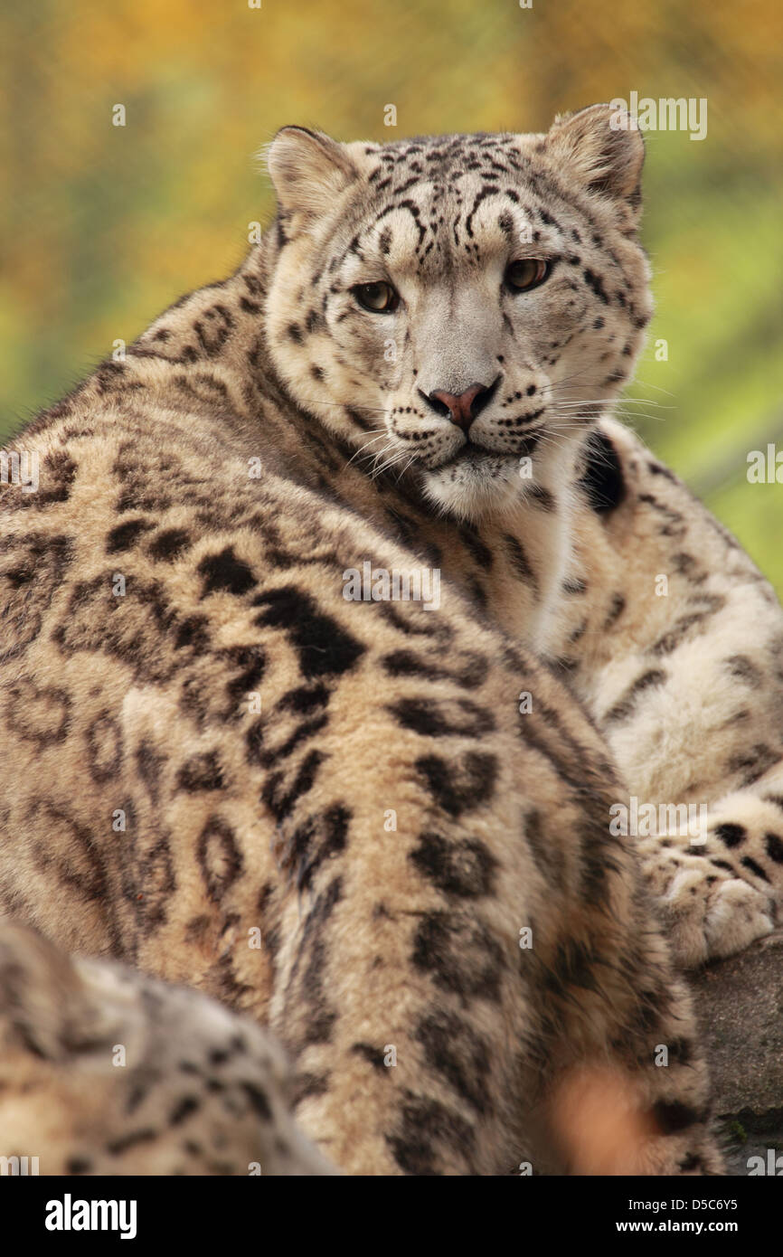 Wildlife hi-res stock photography and images - Alamy