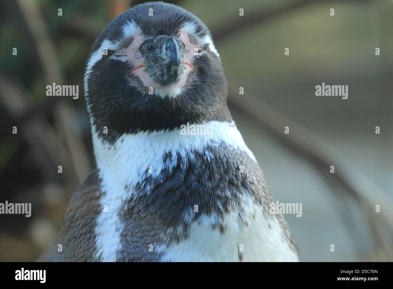 penguin, bird, wildlife Stock Photo - Alamy