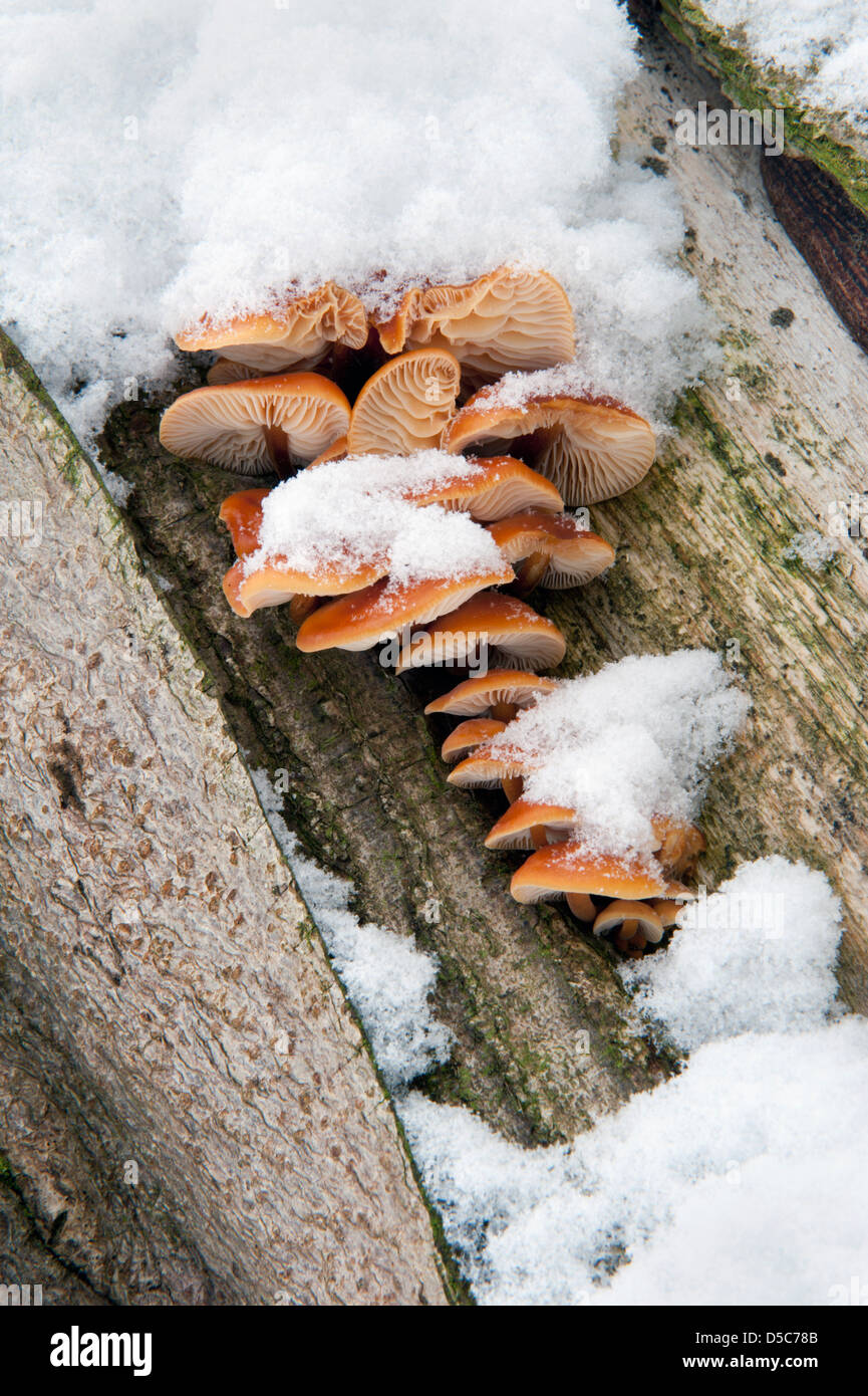 Cold fungus hi-res stock photography and images - Alamy