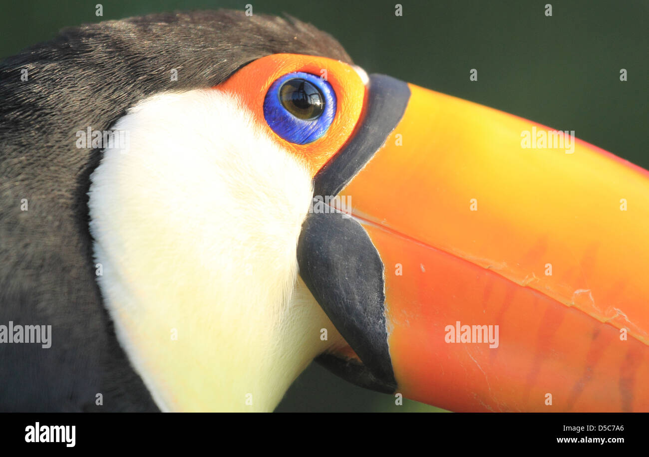 toucan, bird, wildlife Stock Photo - Alamy