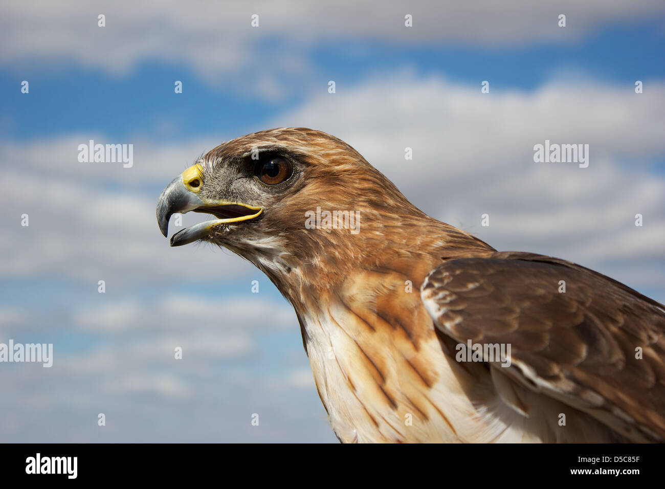 Hawk at the Raptor Foundation Stock Photo - Alamy