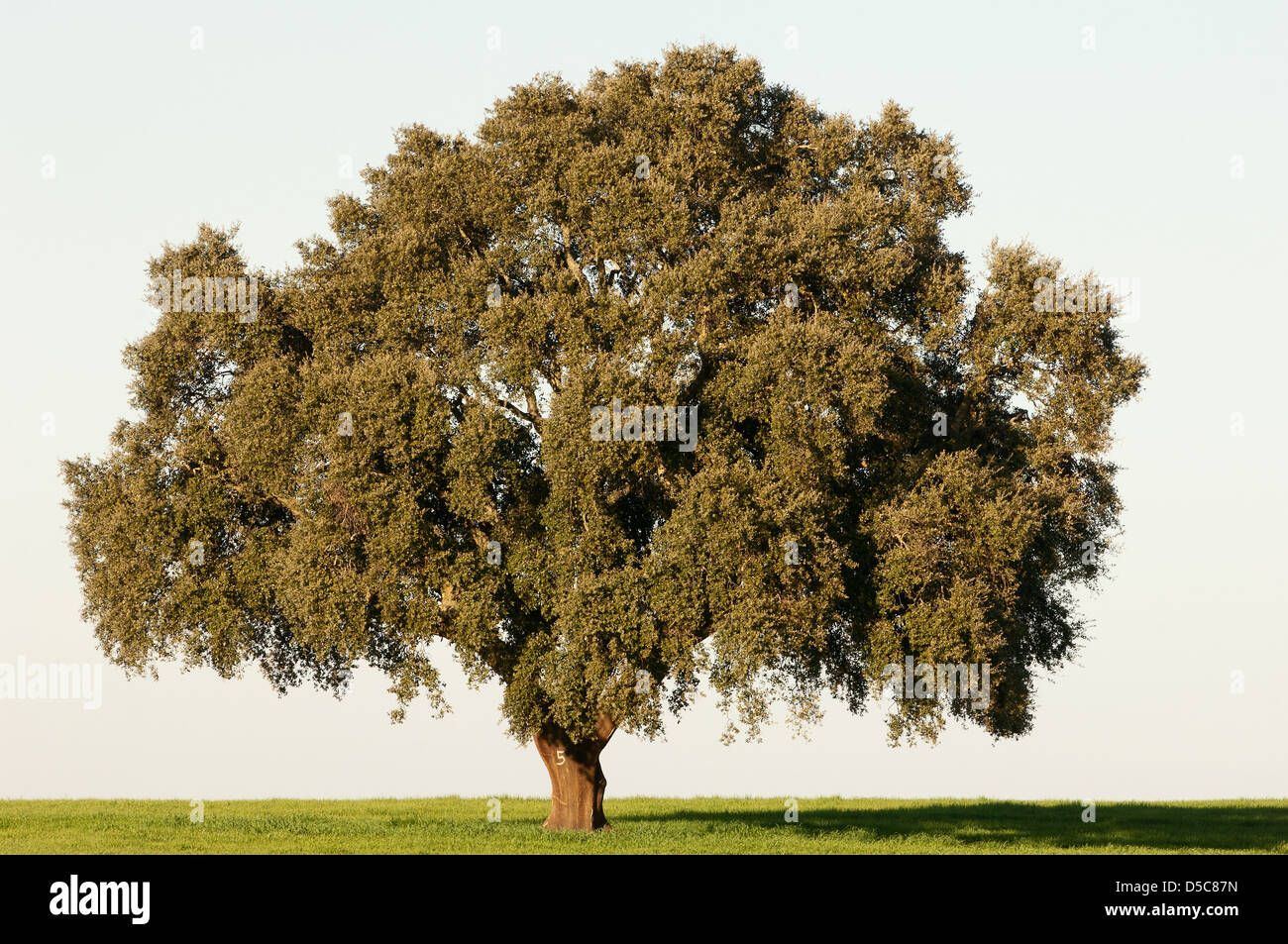 Portugal cork tree hi-res stock photography and images - Alamy