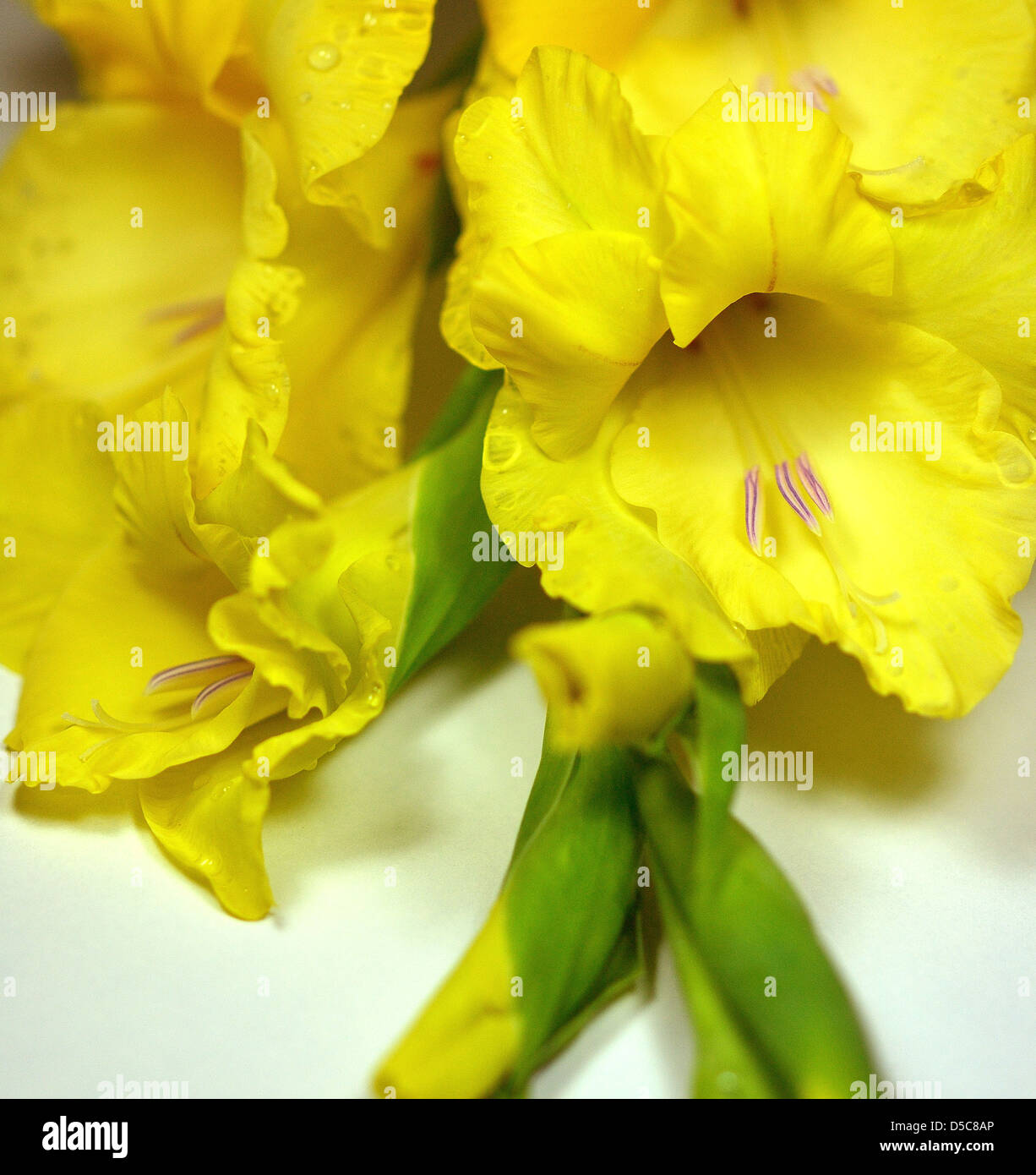 Still life of gladioli flowers Stock Photo - Alamy