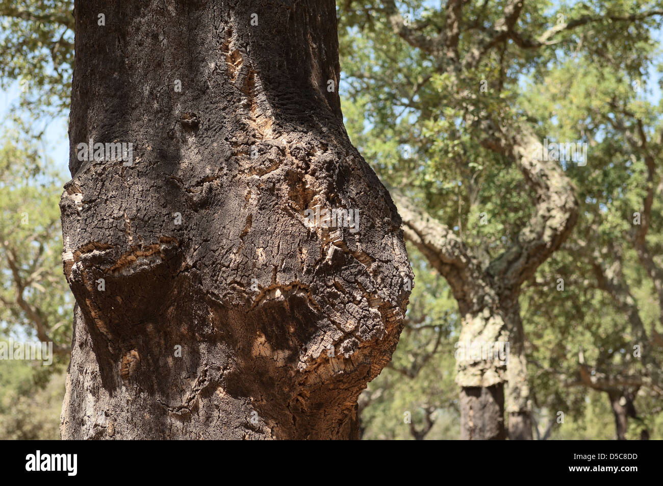 Forest of cork trees - quercus suber - Alentejo, Portugal Stock Photo ...