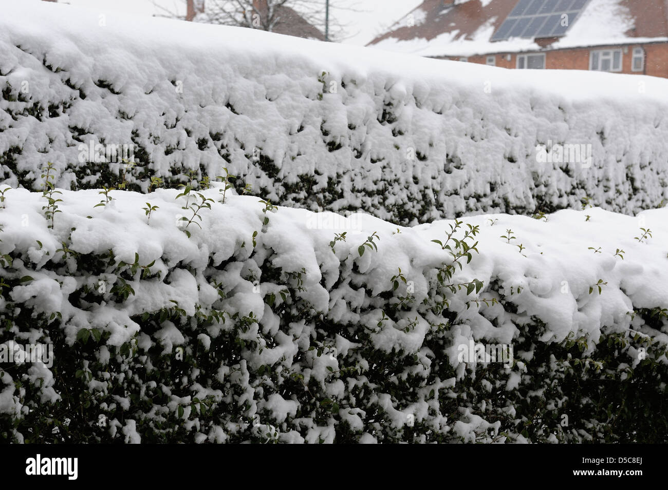 Top heavy hedge hi-res stock photography and images - Alamy