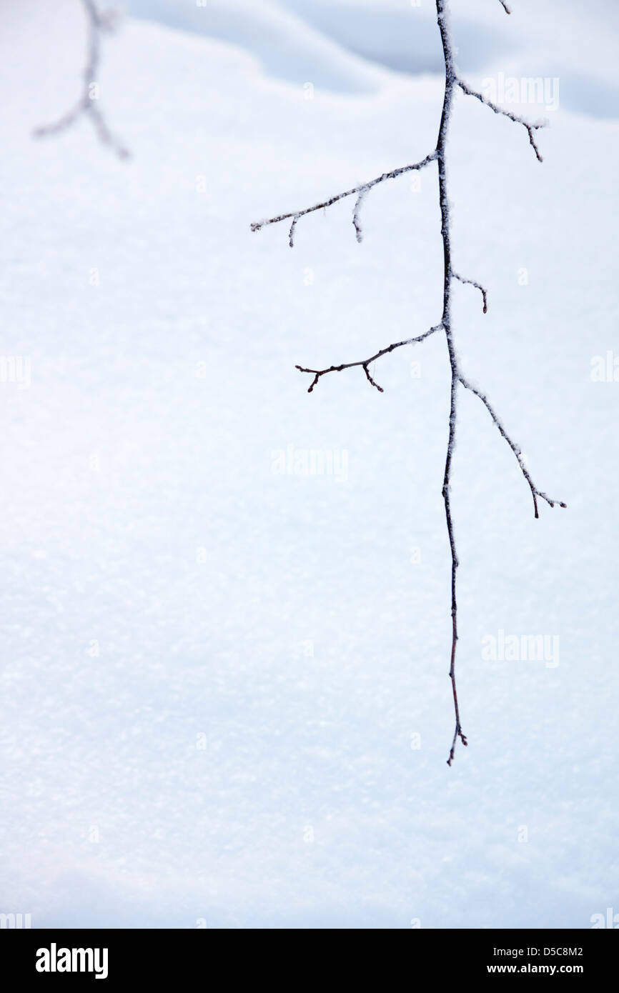 Winter scene. Frozen twig over snow background Stock Photo - Alamy