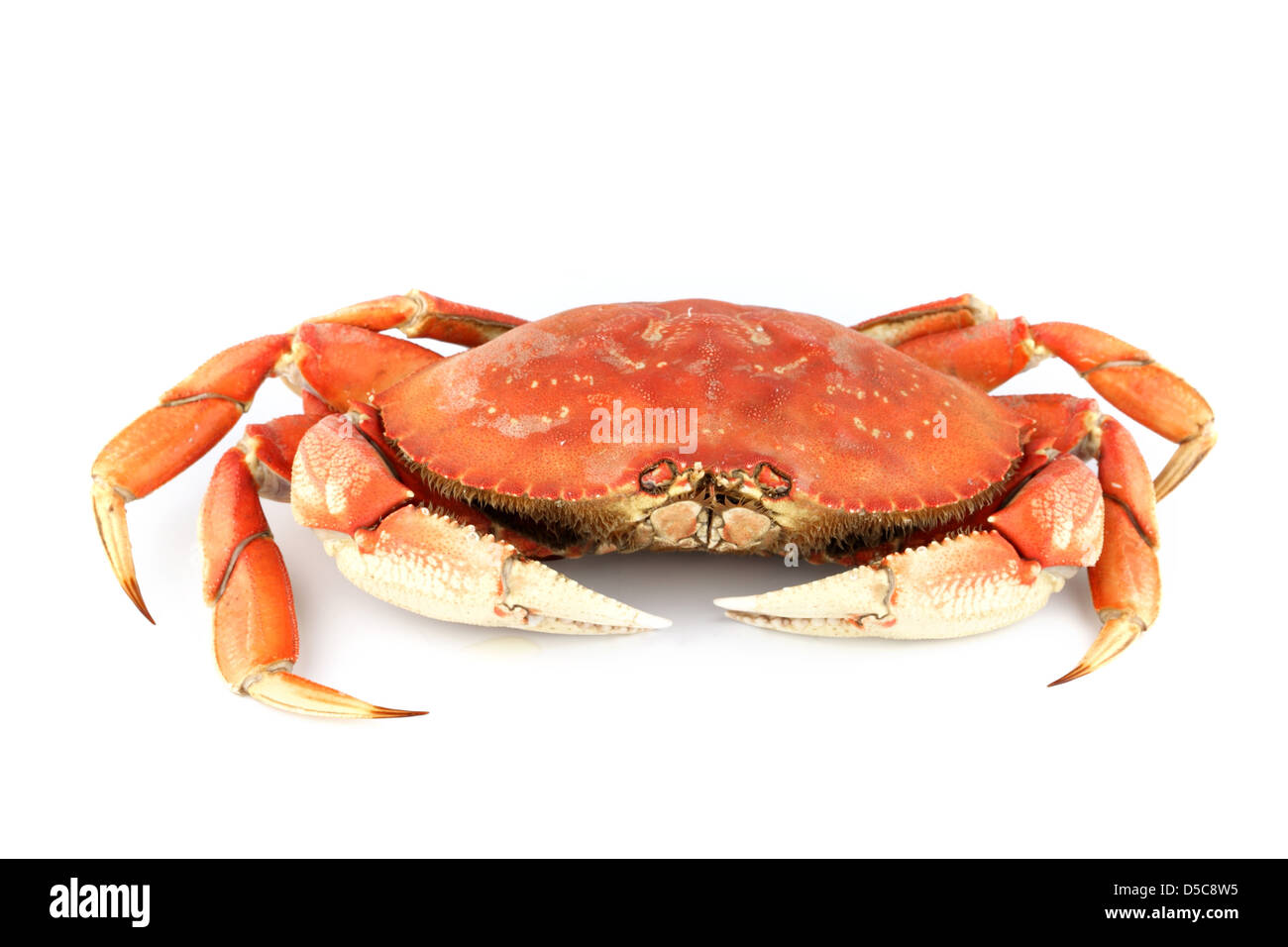 crab on white Stock Photo - Alamy