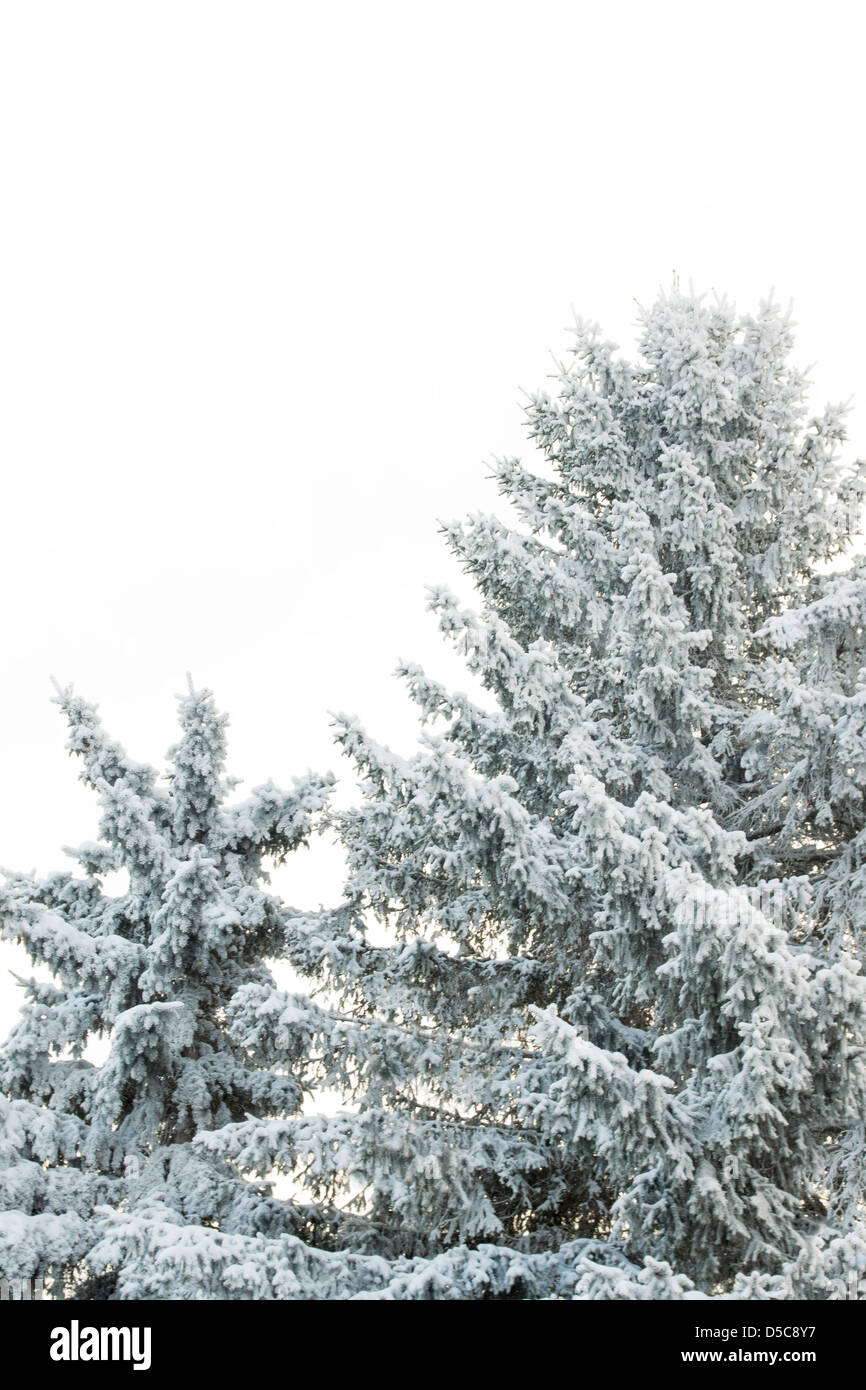 Fir tree snow hi-res stock photography and images - Alamy