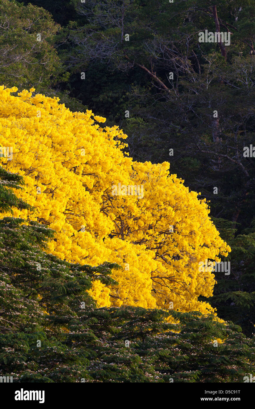 Gold Tree (Guayacan), sci.name; Tabebuia guayacan, near Gamboa in ...