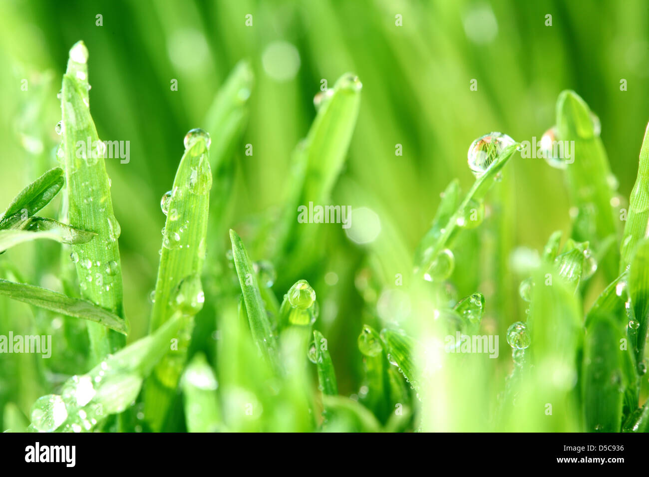 dew on grass Stock Photo - Alamy