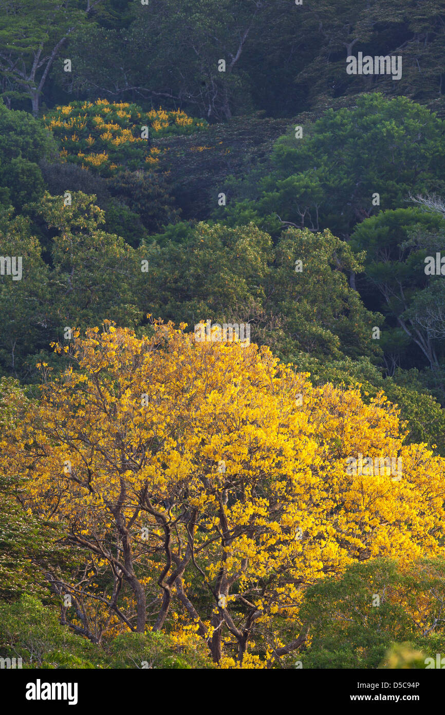 Gold Tree (Guayacan), sci.name; Tabebuia guayacan, near Gamboa in ...