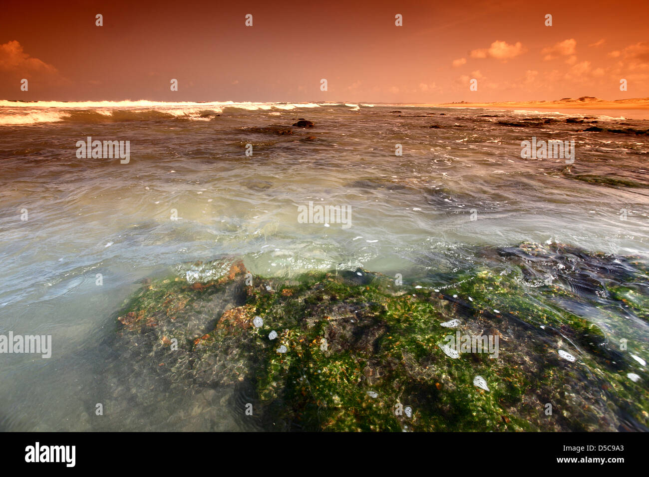Reef stones an ocean water Stock Photo - Alamy