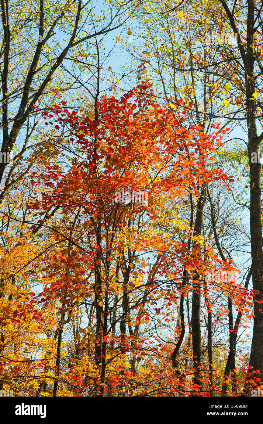 Deciduous Forest Trees Maple
