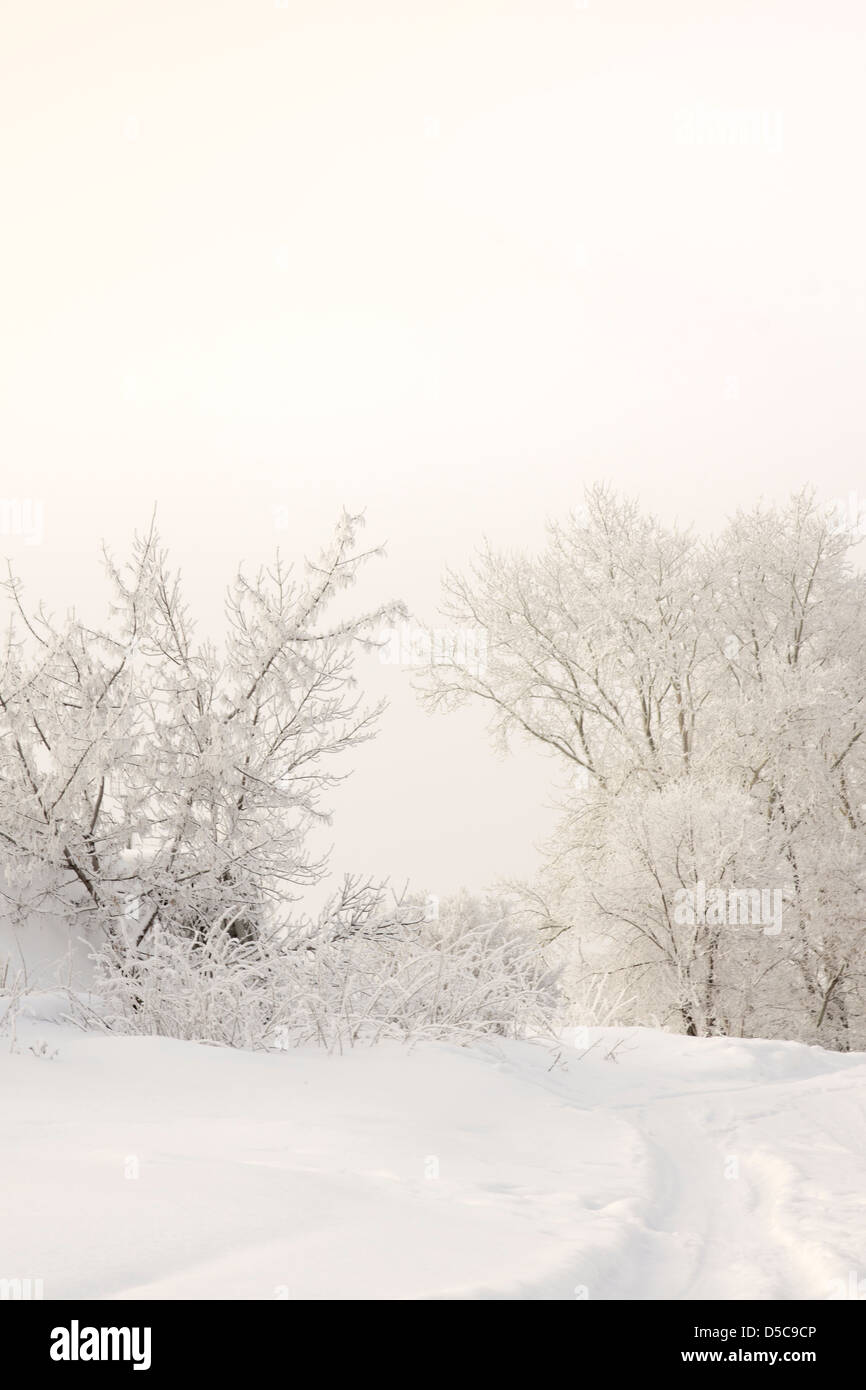 Winter scene. Snow covered trees Stock Photo - Alamy