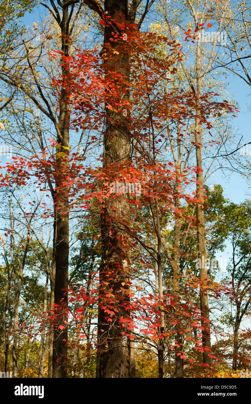 Understory red maple hi-res stock photography and images - Alamy
