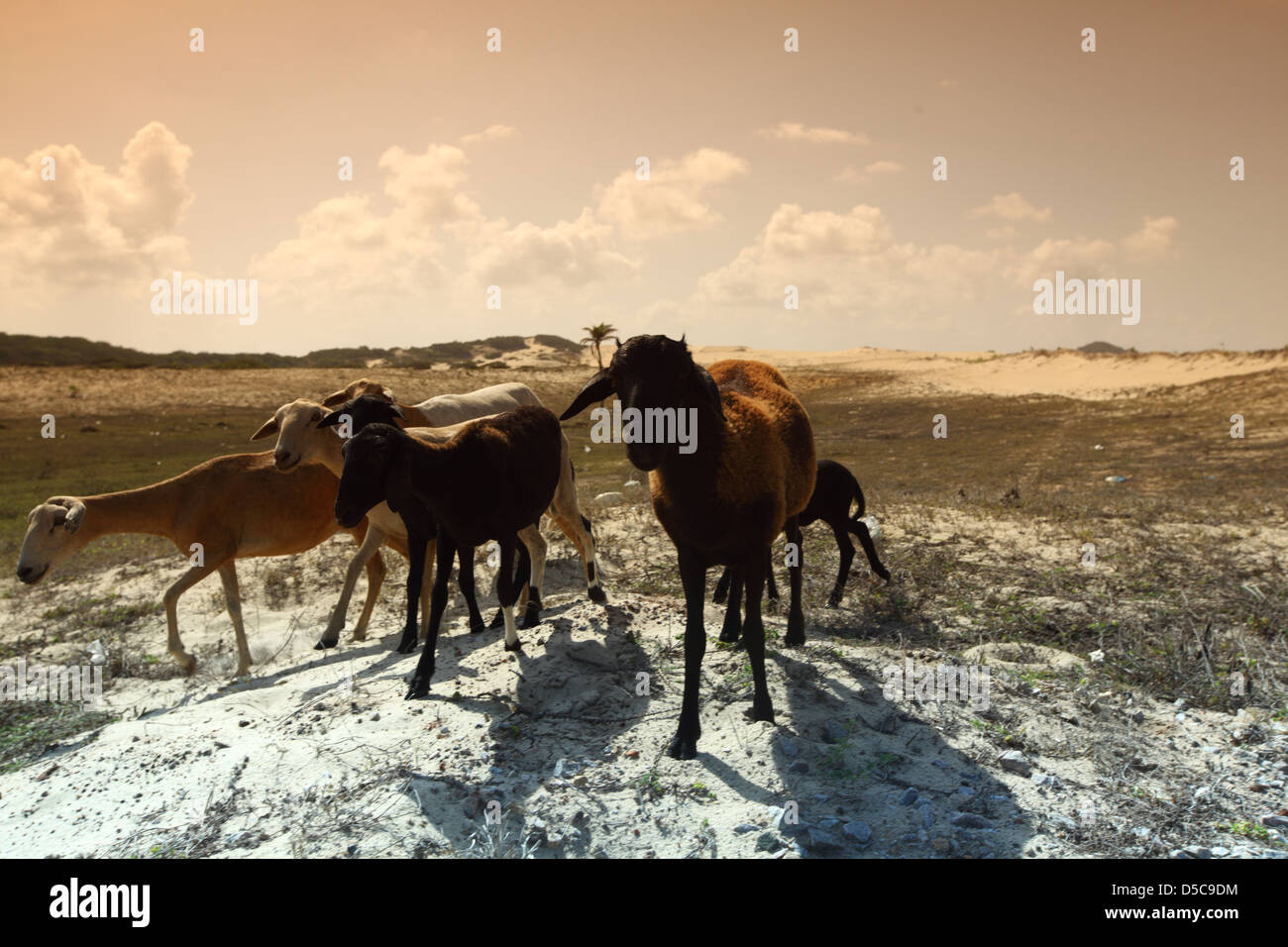 Adolescent wild goat hi-res stock photography and images - Alamy