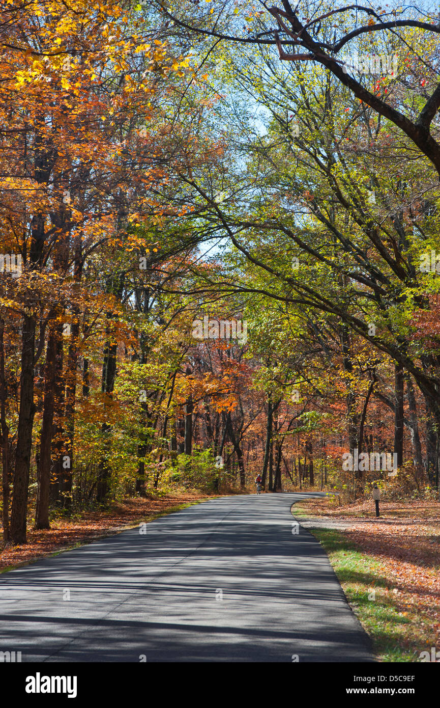 A quiet country road looks very inviting, lines with the harvest colors ...