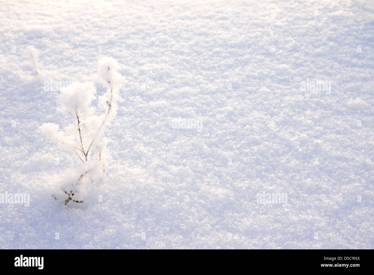 Winter scene. Snow covered twig over snow background Stock Photo - Alamy