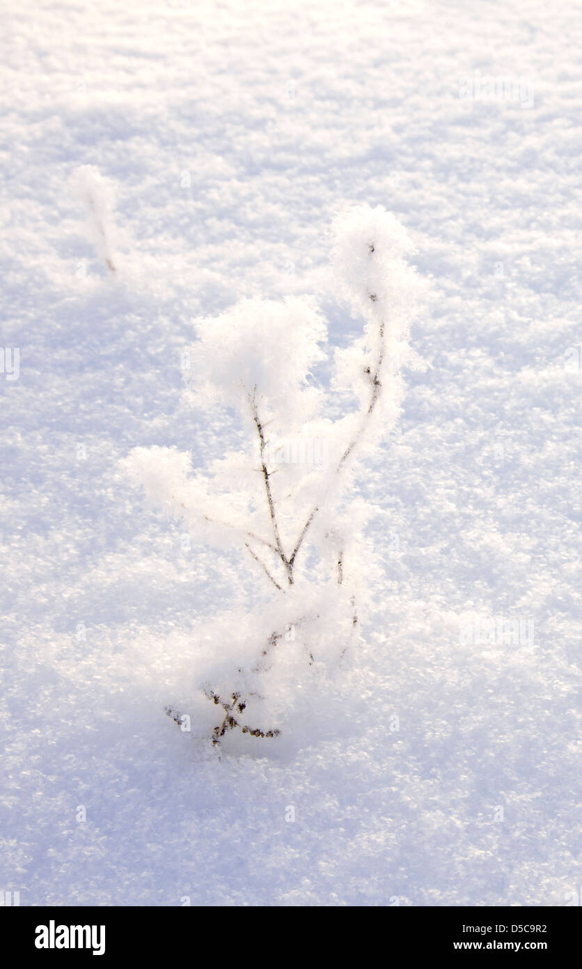 Winter scene. Snow covered twig over snow background Stock Photo - Alamy