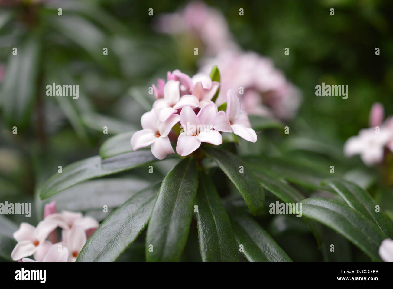 Daphne x transatlantica hi-res stock photography and images - Alamy