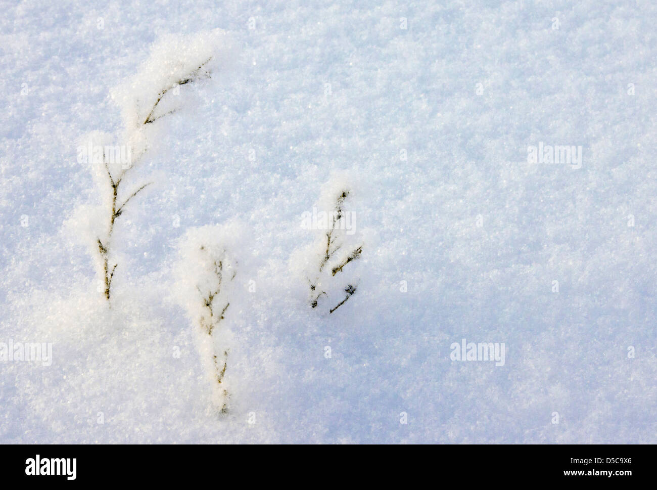 Winter scene. Snow covered twigs over snow background Stock Photo - Alamy