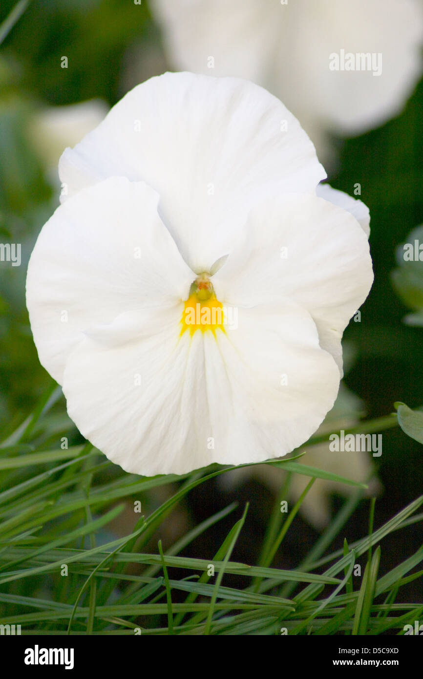 White pansy hi-res stock photography and images - Alamy